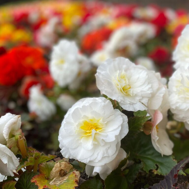 Understanding Different Types of Cremation Services – Orange County ...